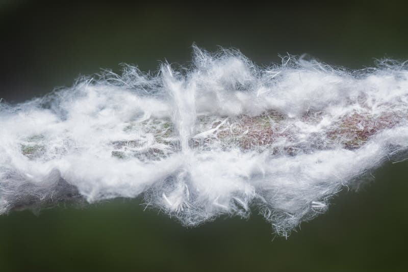 White Fuzzy Waxy Mealybugs Pseudococcidae Parasite Stock Image - Image ...