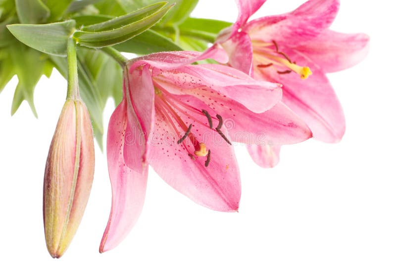 66,720 Rosa Lilja P En Vit Bakgrund Stock Photos - Free & Royalty-Free Stock Foton från Dreamstime
