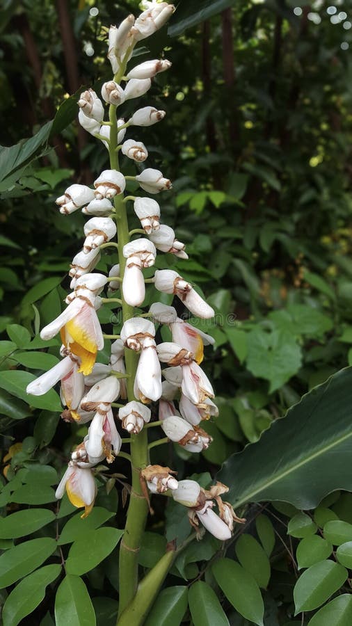 White galangal flower stock photo. Image of blossom - 244594544