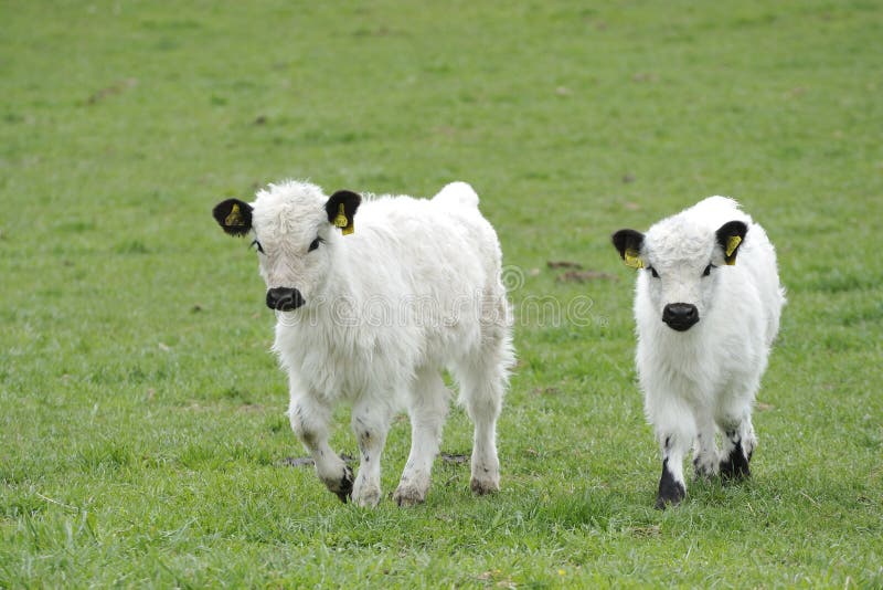 White Galloway stock photo. Image of farm, naturally - 55515662