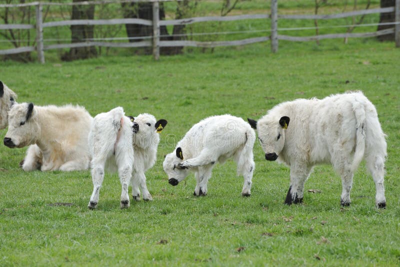 White Galloway stock photo. Image of farm, naturally - 55515662