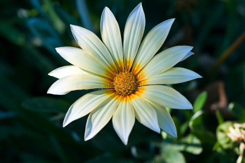 White Garden Daisy on Dark Background Stock Photo - Image of blooming ...