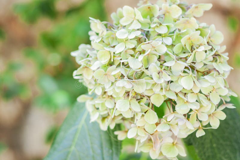 White garden hydrangea stock image. Image of blossom - 132349299