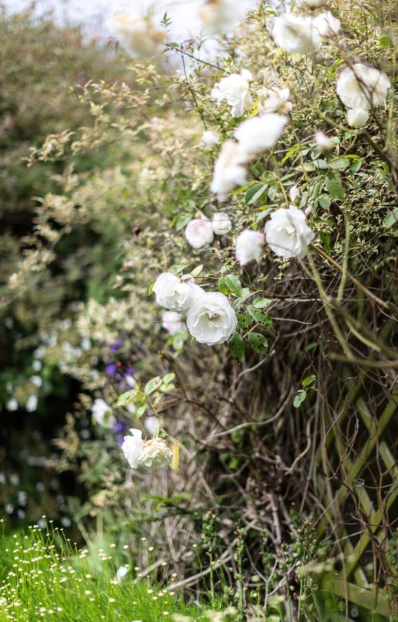 White garden roses stock photo. Image of plants, beautiful - 75499118