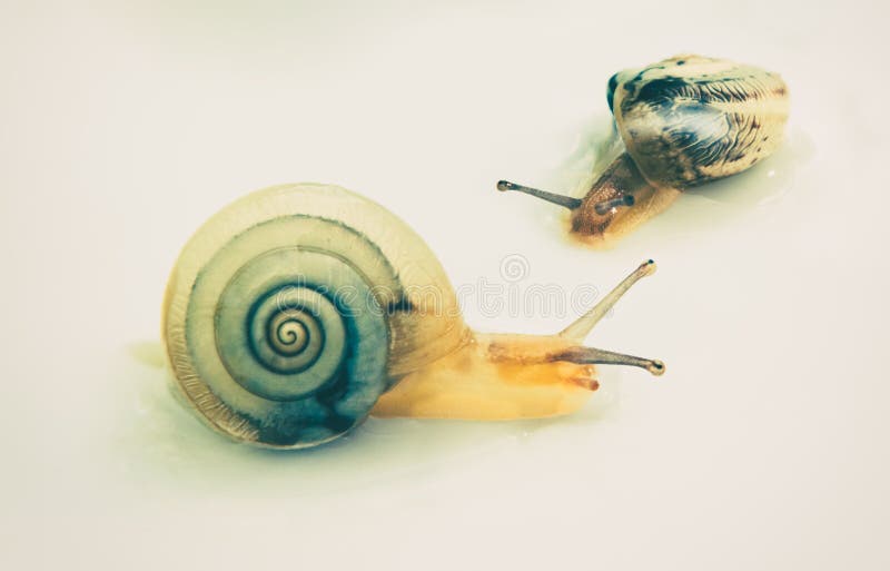 Oxychilus Cellarius Stock Photos - Free & Royalty-Free Stock Photos ...