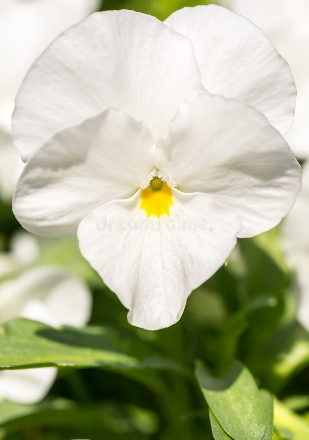 White garden viola stock image. Image of viola, garden - 47194425