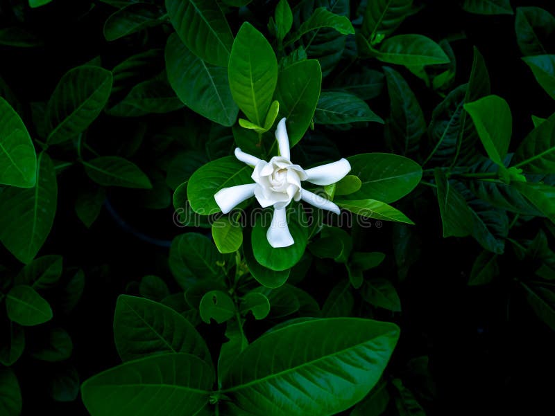 White Gardenia Flowers Blooming Stock Photo - Image of endangered ...