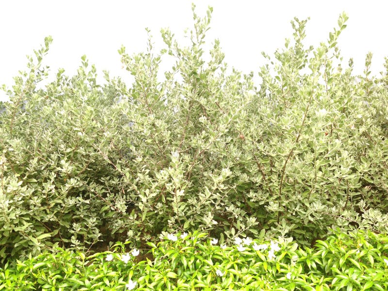 White gardenia stock photo. Image of branch, asia, tropical - 74015886