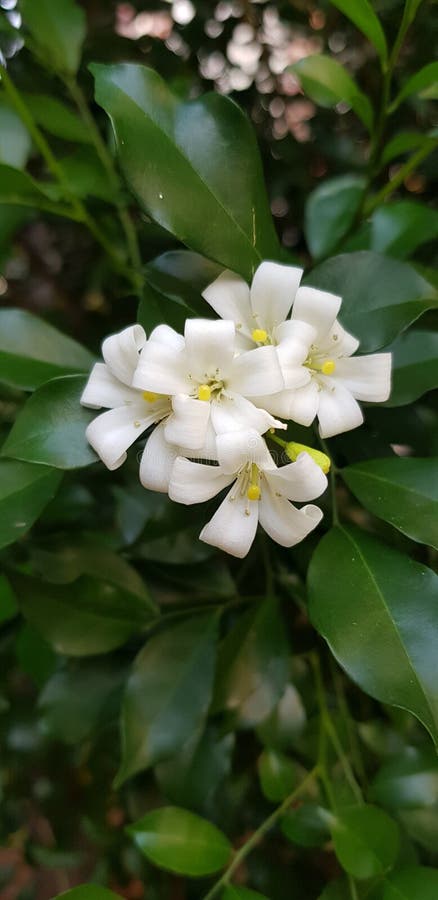 White Gardenia Jasminoides Flower Bloom Stock Photo - Image of bloom ...