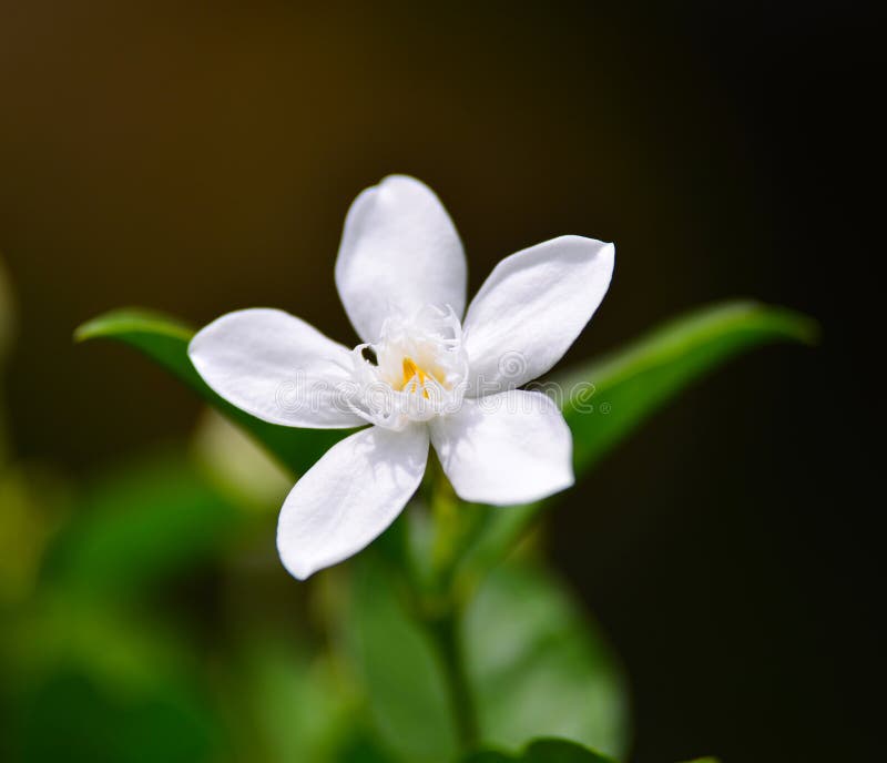 White Gardenia stock image. Image of tree, environment - 173728367