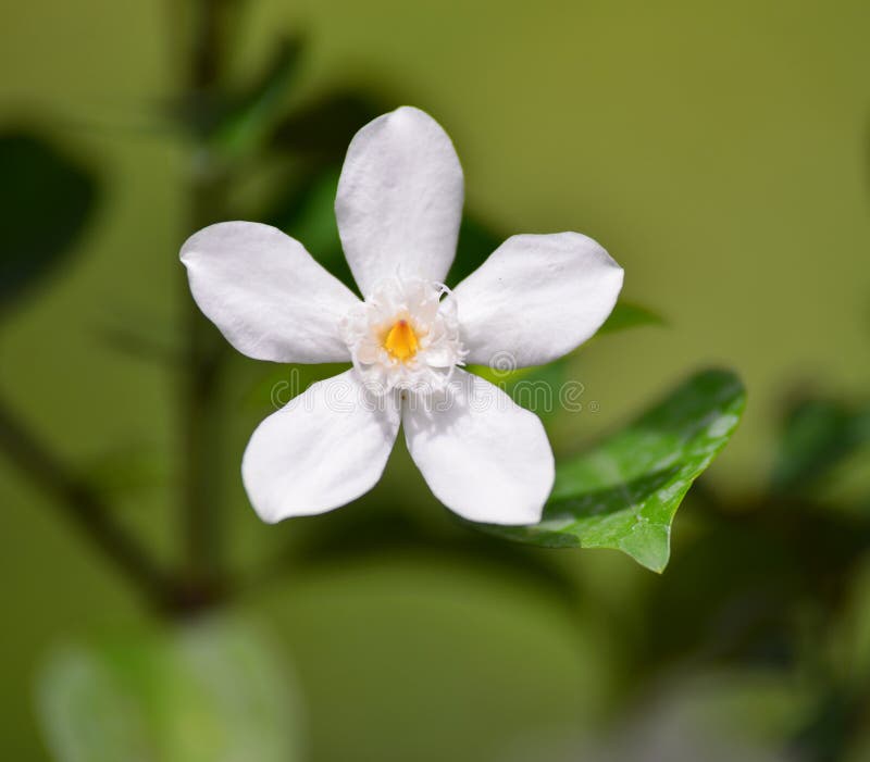White Gardenia stock image. Image of tree, environment - 173728367