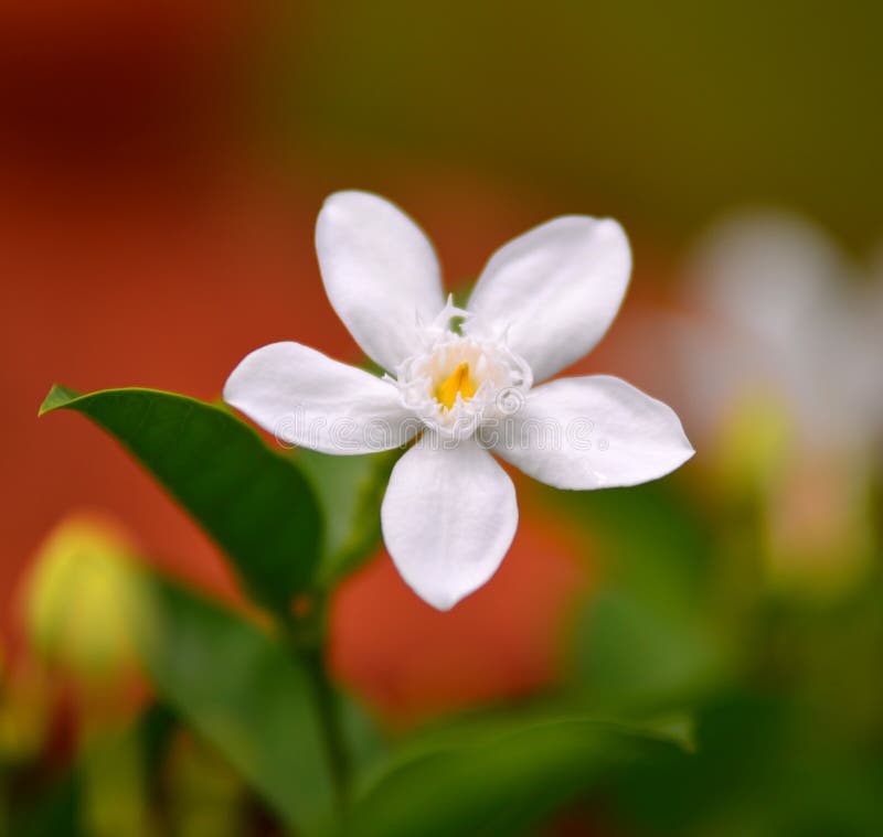 White Gardenia stock image. Image of tree, environment - 173728367