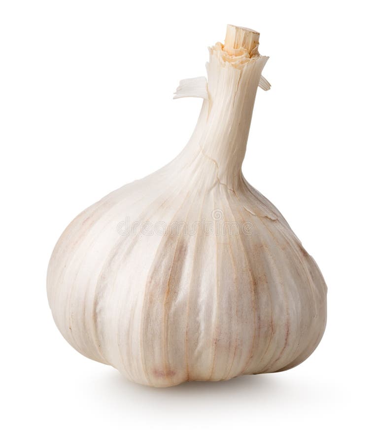 Garlic stock photo. Image of onion, studio, gourmet, herbal - 26512236