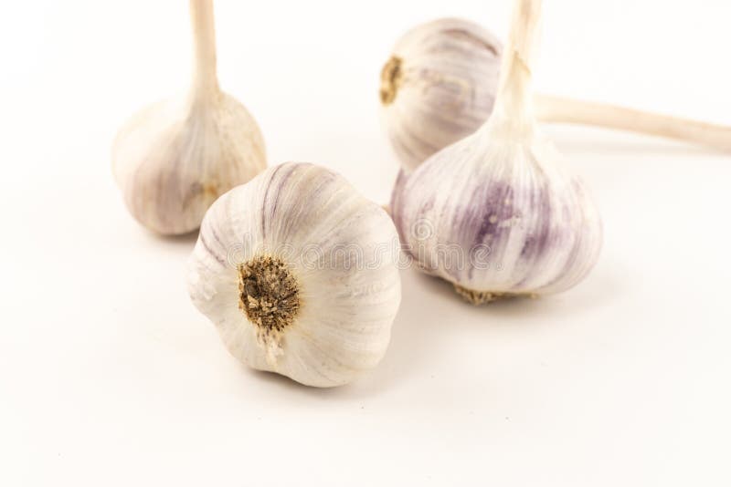 Garlic with root stock photo. Image of plant, flavor - 34068346