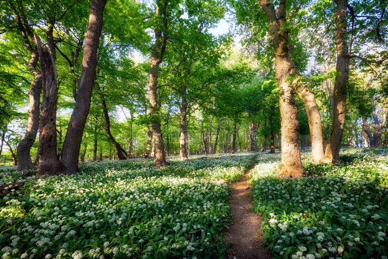 White Garlic in Spring Forest with Path, Wild Flowers Stock Photo ...