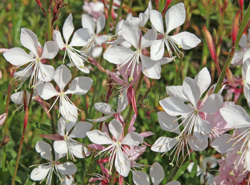 White gaura flowers stock photo. Image of white, stamen - 258642196