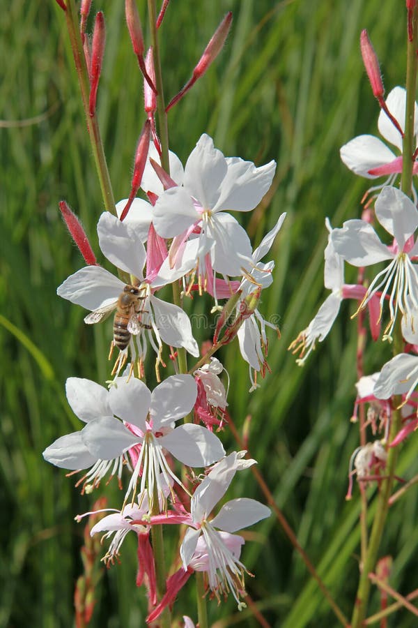 White gaura flowers stock photo. Image of plant, flowering - 258642212