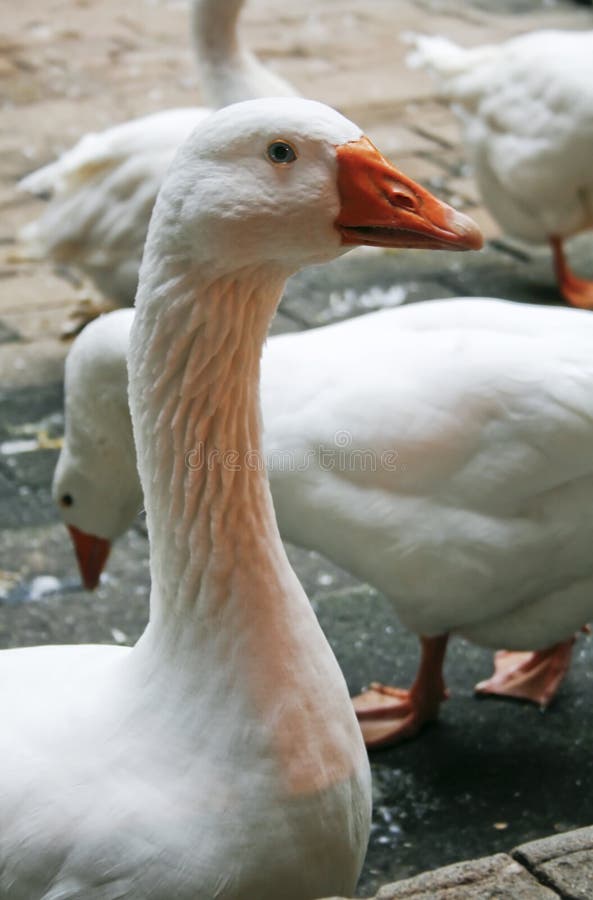 Two White Geese stock image. Image of goose, facing, pasture - 18507747