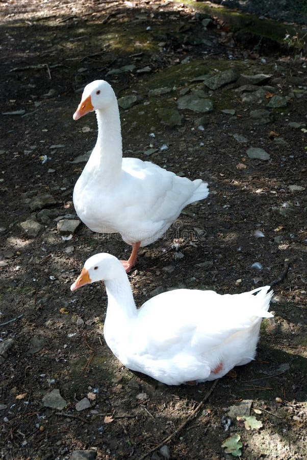 Family Farm Sweet Sisters Stock Photos - Free & Royalty-Free Stock ...