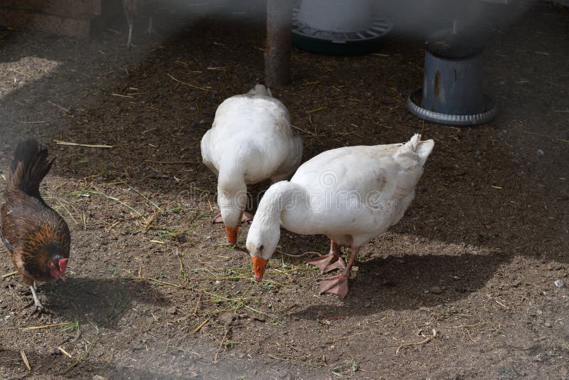 White geese stock photo. Image of fauna, meat, furry - 92378428