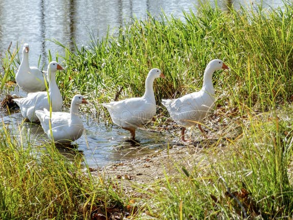 White Geese Come Out of the Water Stock Photo - Image of countryside ...