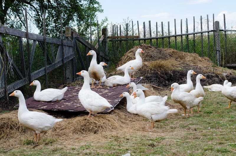 White geese stock photo. Image of farm, food, grass, animal - 47764120