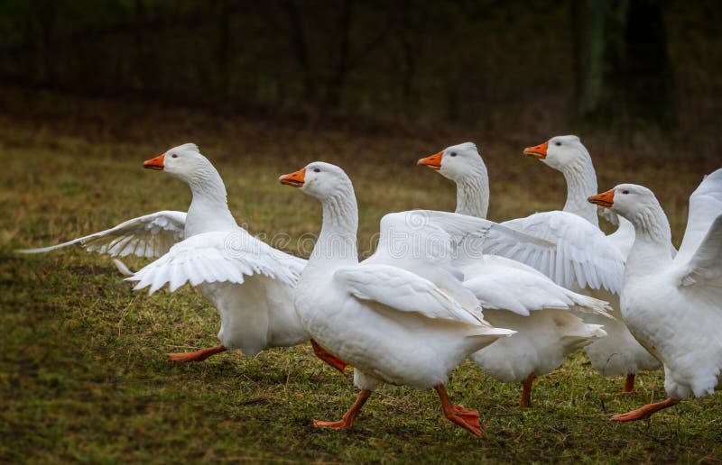 White geese on the farm stock photo. Image of farm, garden - 205525570
