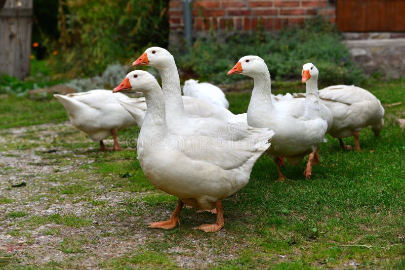 White geese on a farm stock photo. Image of rural, nature - 59943798