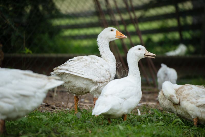 White geese on a farm stock photo. Image of farming - 241952864
