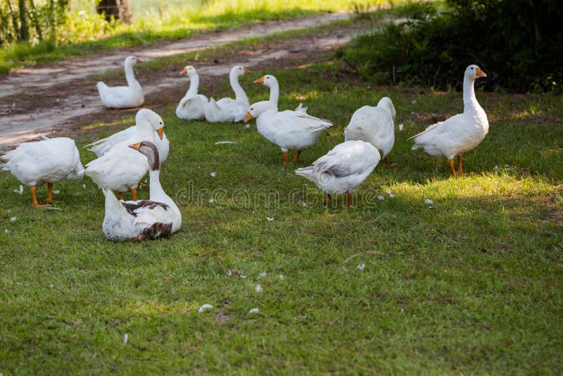 White geese stock photo. Image of agriculture, white - 42770710