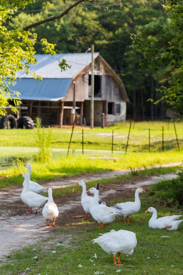 White geese stock photo. Image of geese, ocean, county - 42770726