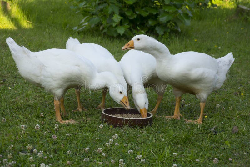 White geese stock photo. Image of goose, outside, fresh - 94296018