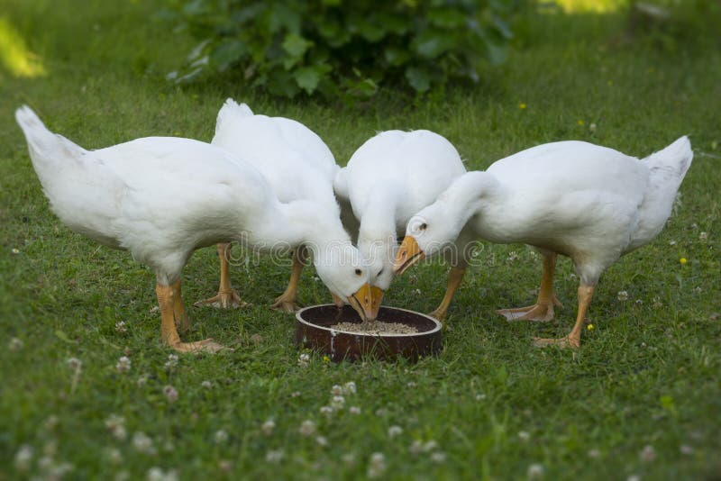 White geese stock image. Image of graze, fresh, garden - 94296075