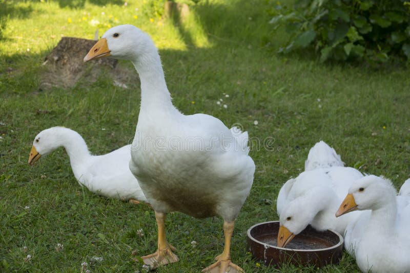 White geese stock photo. Image of animal, outdoors, baby - 94296126