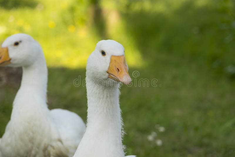 White geese stock image. Image of fresh, spring, outdoors - 94296249
