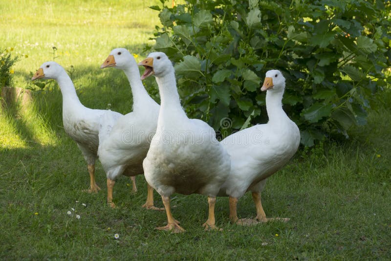 White geese stock photo. Image of spring, white, anser - 94296298