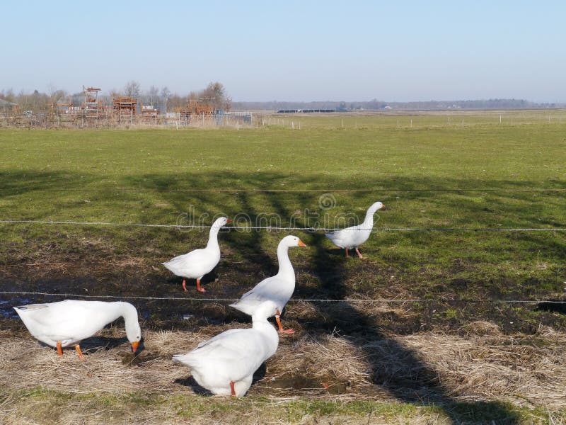 White geese in a meadow stock photo. Image of bird, outdoor - 51229096