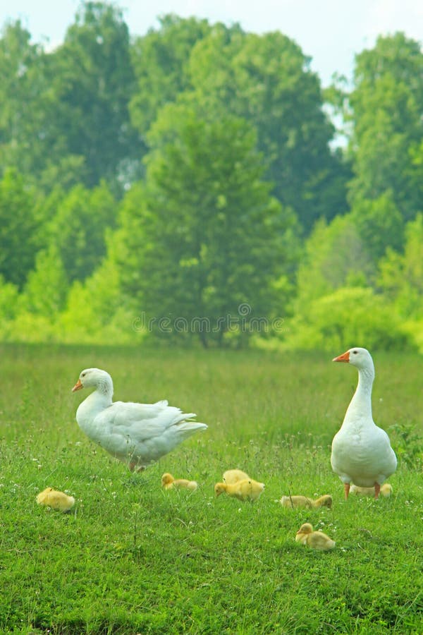 Geese Walking on Field in Countryside. White Goose Walking in ...