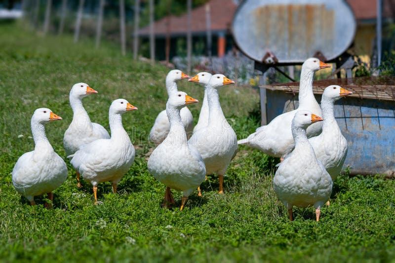 White Geese Outside in the Grass Stock Photo - Image of ducks, bird ...
