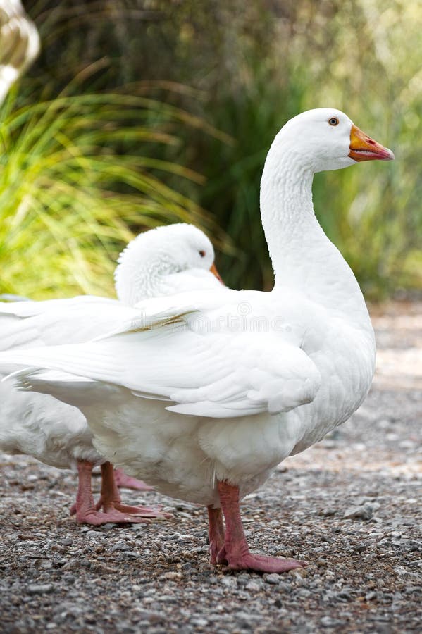 White geese. stock photo. Image of orange, wildlife, head - 87159294