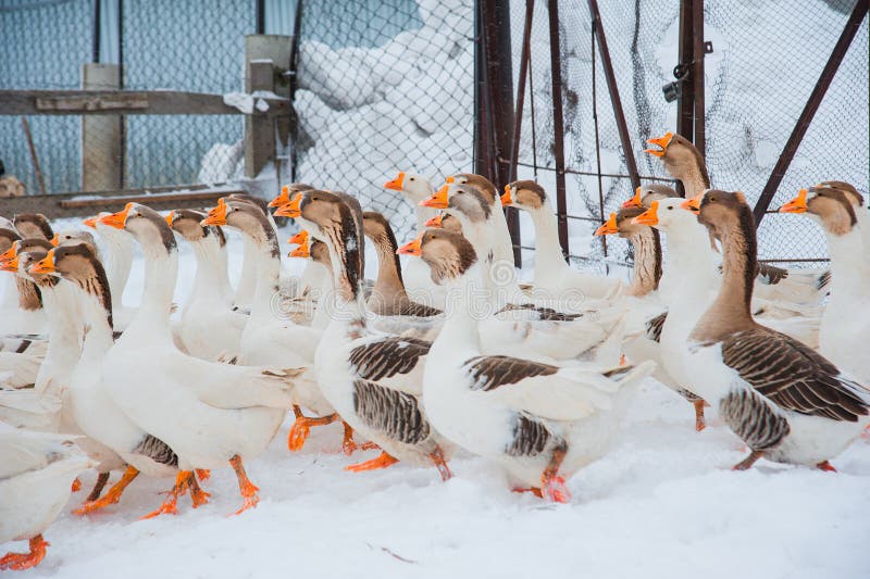 White geese in the snow stock photo. Image of wing, domestic - 102313630