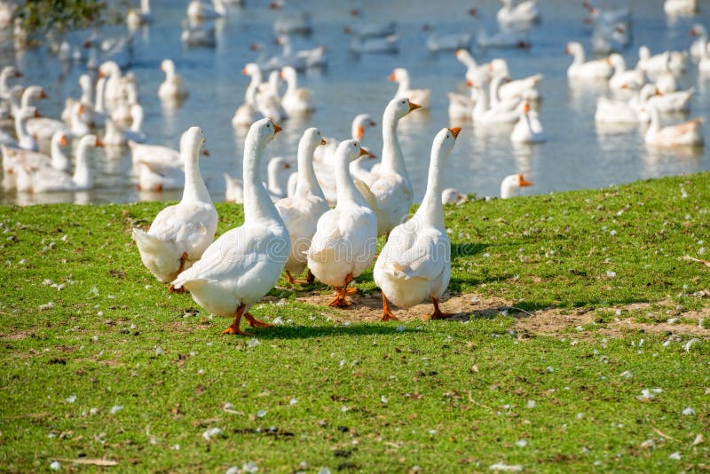 Geese go swimming stock photo. Image of geese, sunny - 196602884