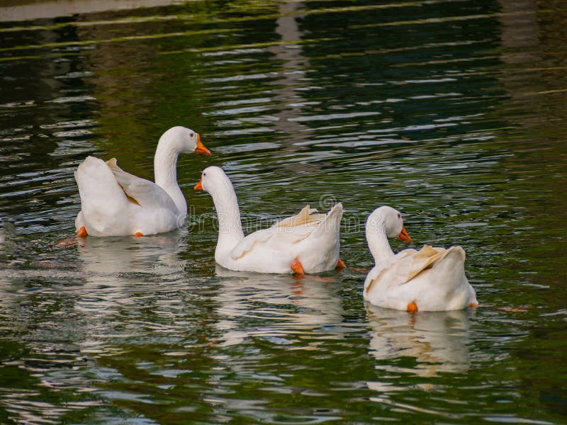White Geese Swimming in the Pool Stock Image - Image of wildlife, ducks ...