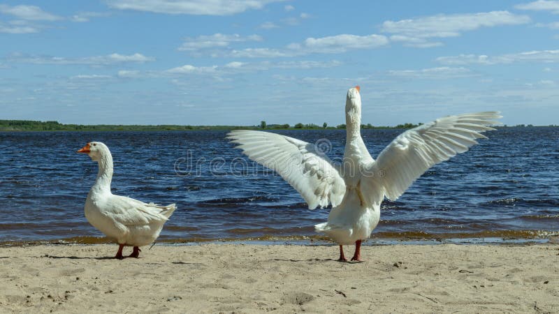 2 White Geese Walk on a Sandy Beach Stock Image - Image of beak, nature ...