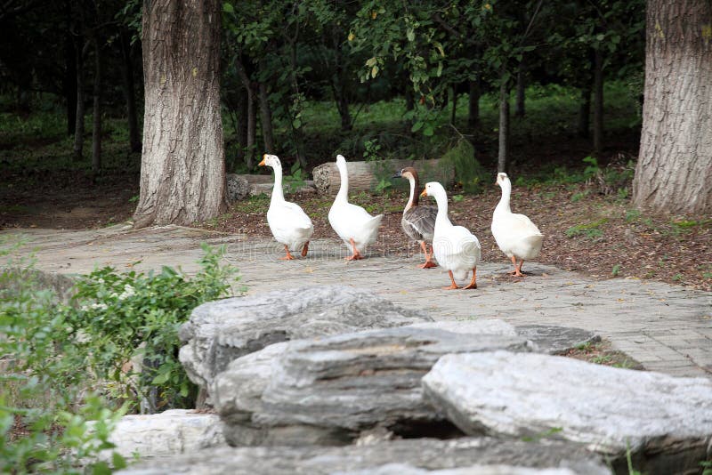 White Geese and Wild Geese are Leisurely Strolling on the Shore Stock ...