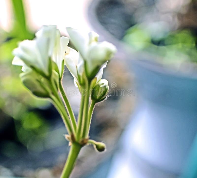 White Geranium Buds Blooming Blurred Background Stock Photos - Free ...