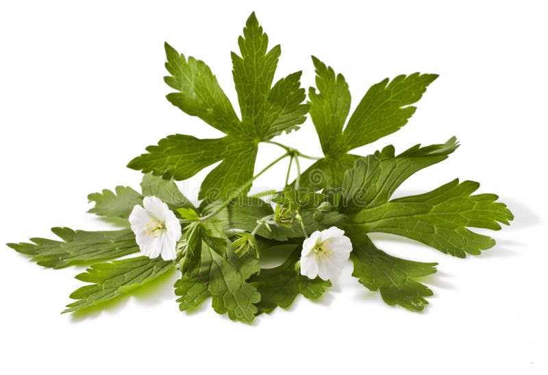 Geranium stock image. Image of beauty, flower, white - 43037149