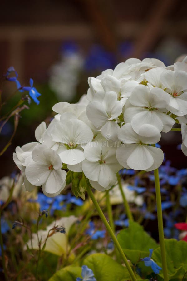 White Geranium Flowers with Blue Lobelia in Background Stock Image ...