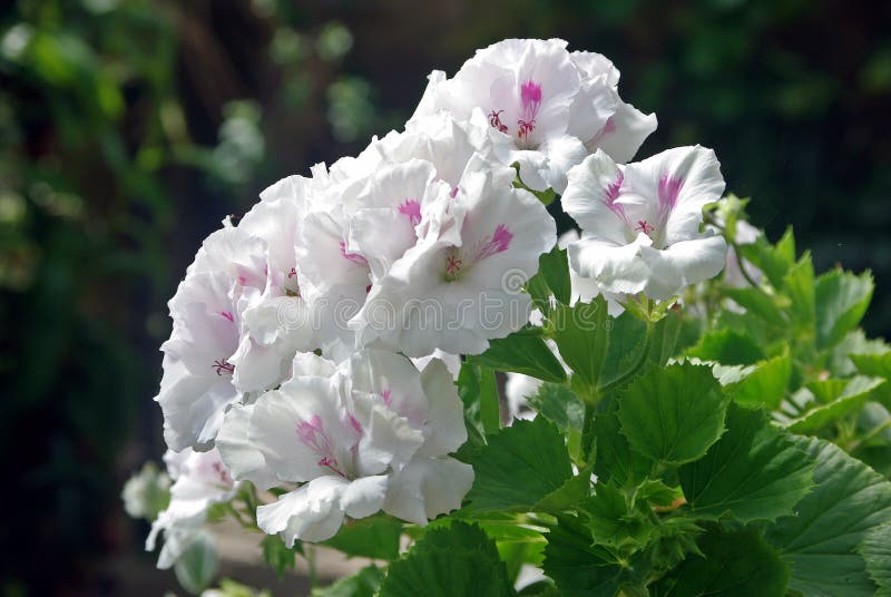 White Geranium stock image. Image of head, colors, summer - 53027775