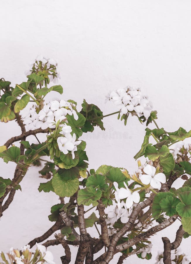 White Geranium on Wall Background. Flowers Aesthetic Minimal Wallpaper ...